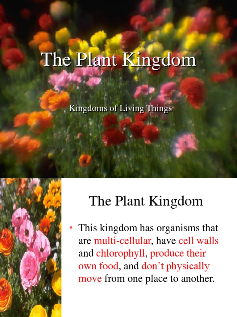The Plant Kingdom: Kingdoms of Living Things | PDF | Plants | Flowers