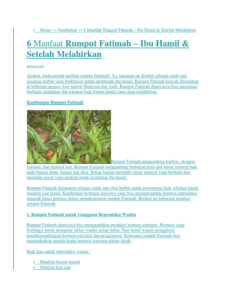 Manfaat Dan Kerugian Rumput Fatimah | PDF