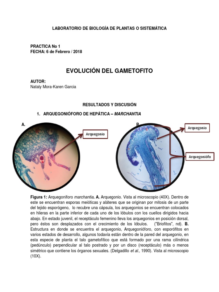 Evolucion Del Gametofito | Hoja | Horticultura y jardinería
