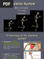 Skeletal System Powerpoint | PDF | Skeleton | Bone
