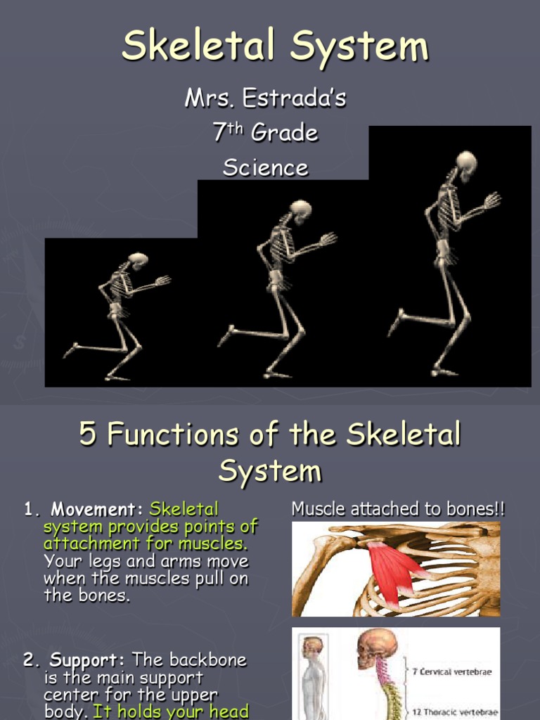 Skeletal System Powerpoint | PDF | Skeleton | Bone