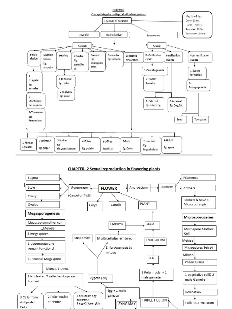 Bio Concept Map | PDF | Luteinizing Hormone | Menstrual Cycle
