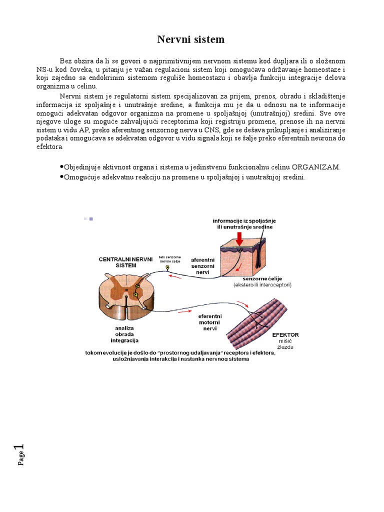 Fiziologija Zivotinja Skripta | PDF