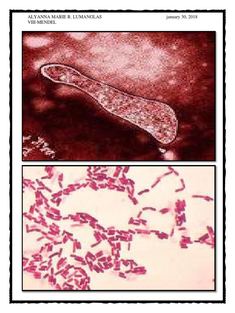 Dichotomous Key | PDF | Bacillus | Bacteria