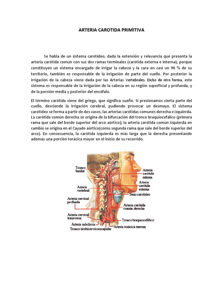 Arteria Carotida Primitiva: Anatomía y Función | PDF | Arteria carótida ...