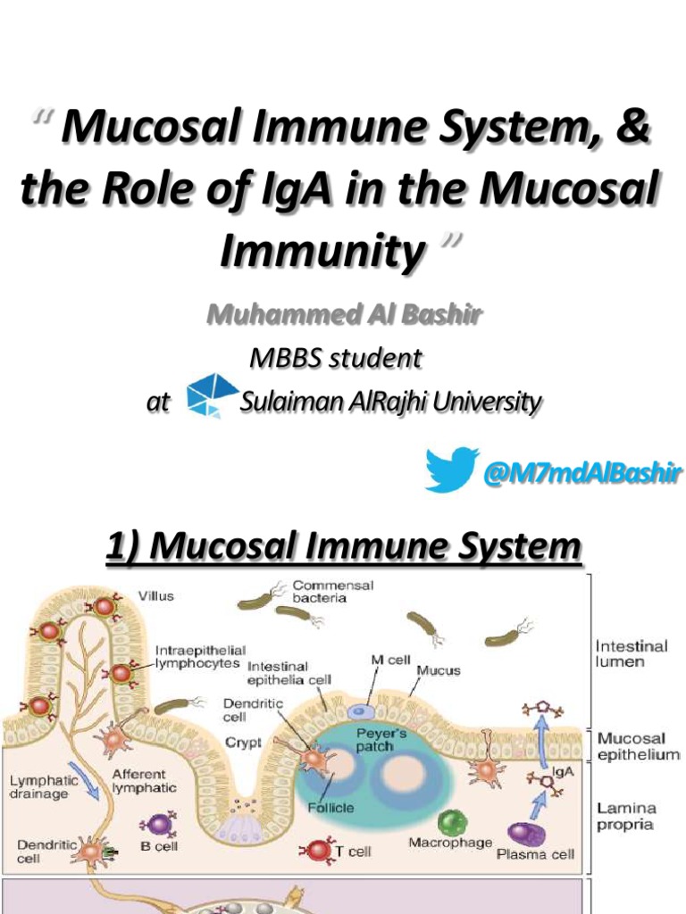 Mucosal Immune System, & The Role of Iga in The Mucosal Immunity | PDF