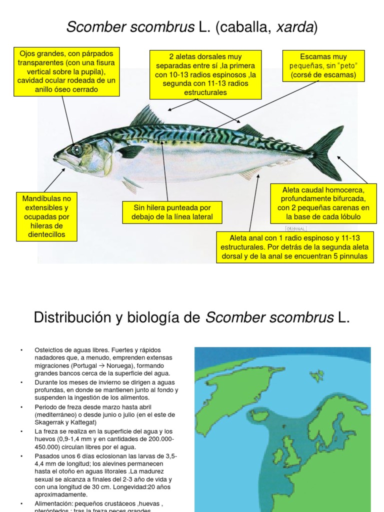 Estudio Scomber Scombrus 1bach IMPOR Craneo | PDF | Cerebelo | Cerebro