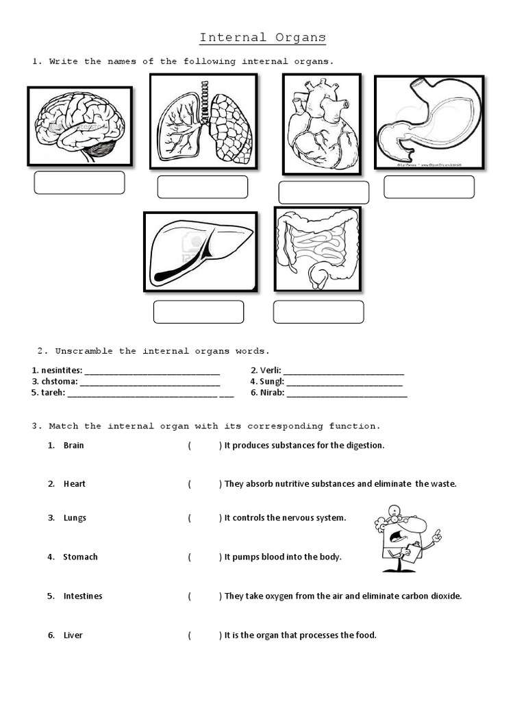 Internal Organs Fun Activities Games 30643 | PDF