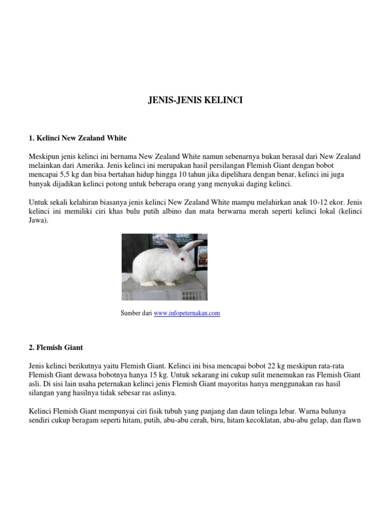 Jenis Kelinci | PDF