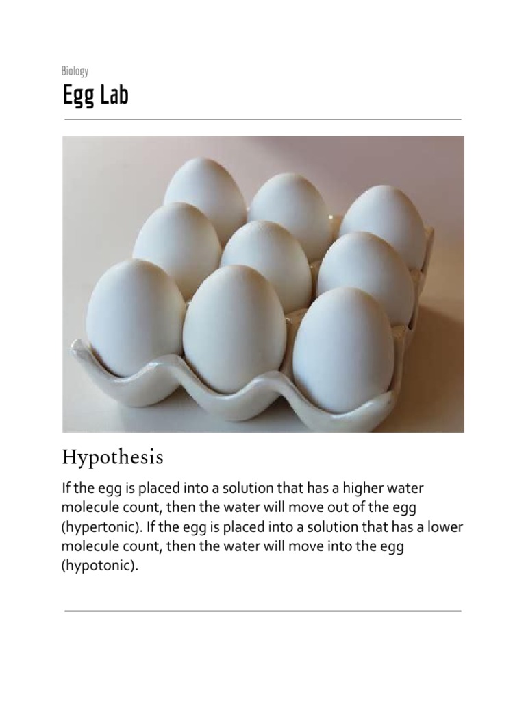 Egg Lab: Hypothesis | PDF