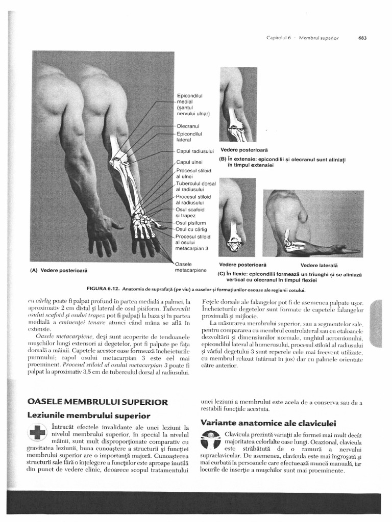 Anatomie Clinica-Membrul Superior PDF | PDF