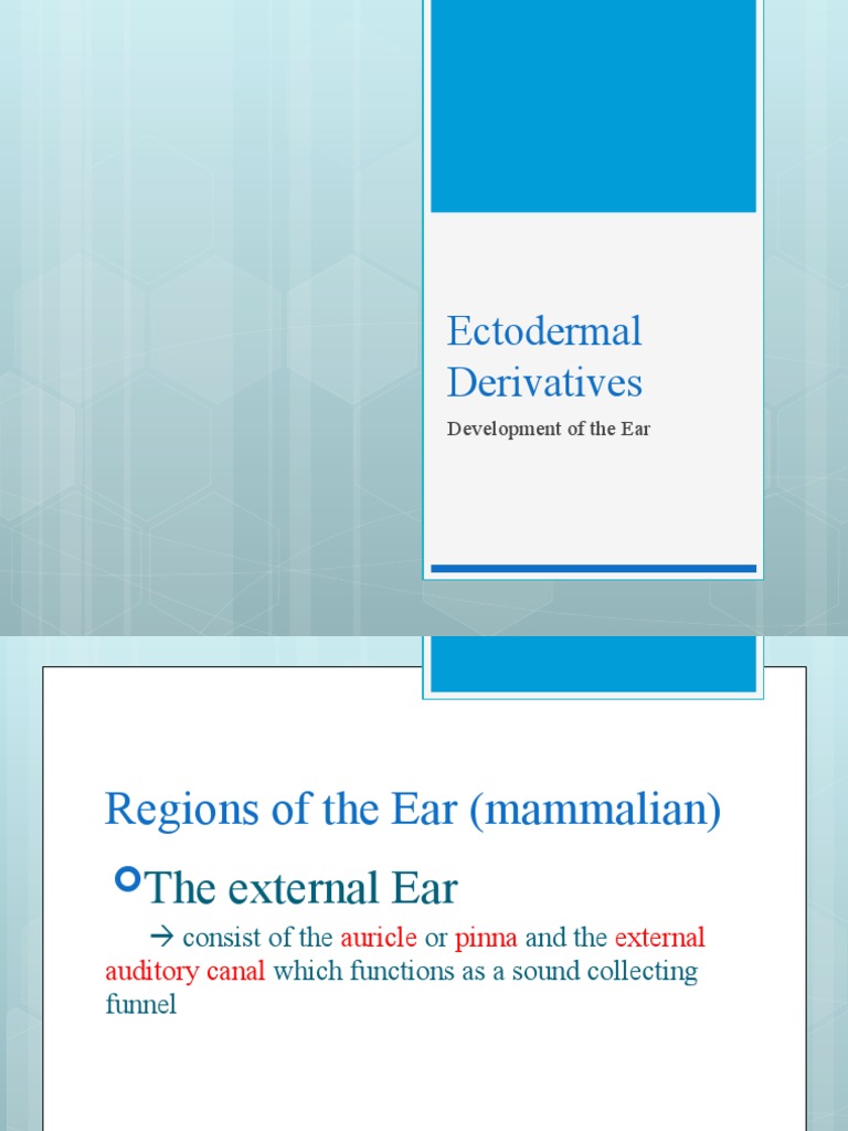 4 Development of The Ear | Download Free PDF | Ear | Anatomy