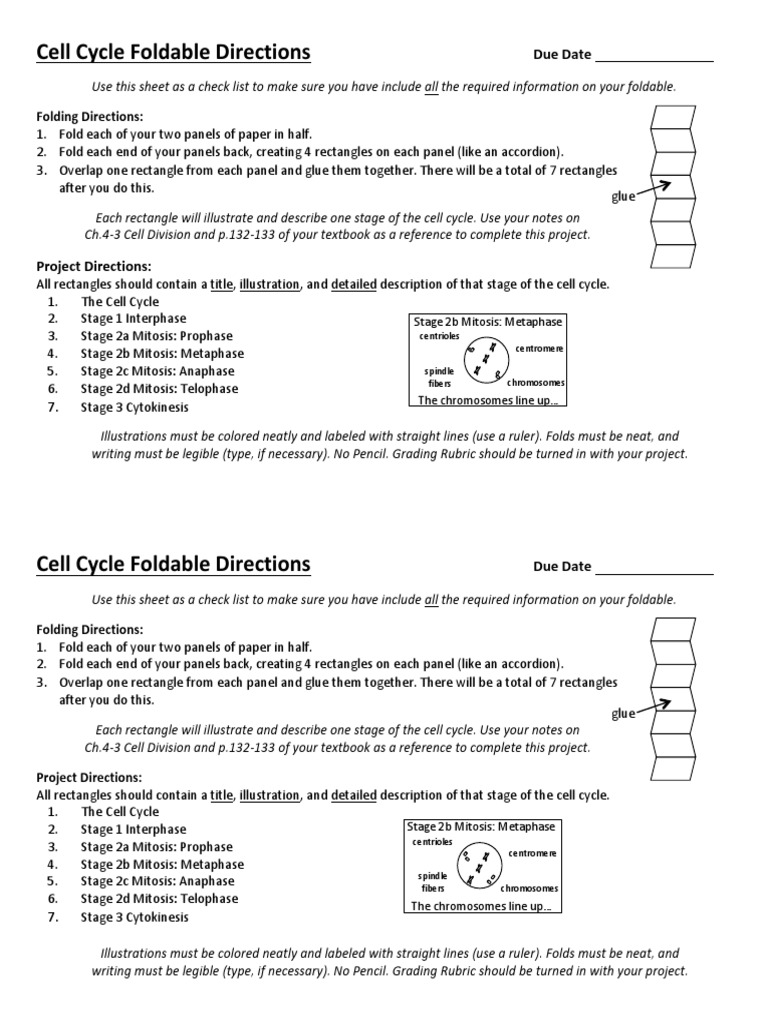 Cell Cycle Foldable Check List and Rubric | PDF | Mitosis | Genetics