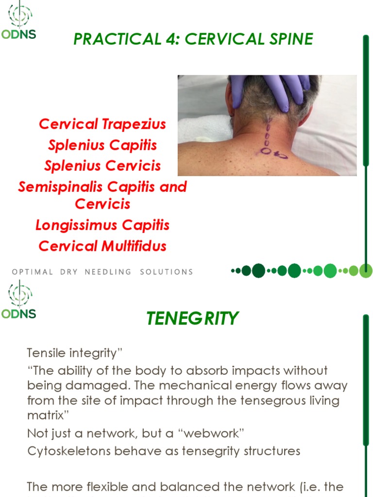 Cervical Spine | PDF | Neck | Vertebra