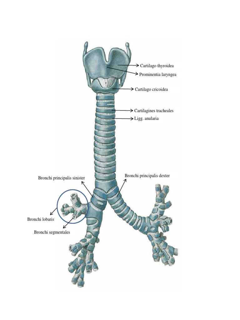 Anatomi Respirasi | Thorax (Human Anatomy) | Respiratory System
