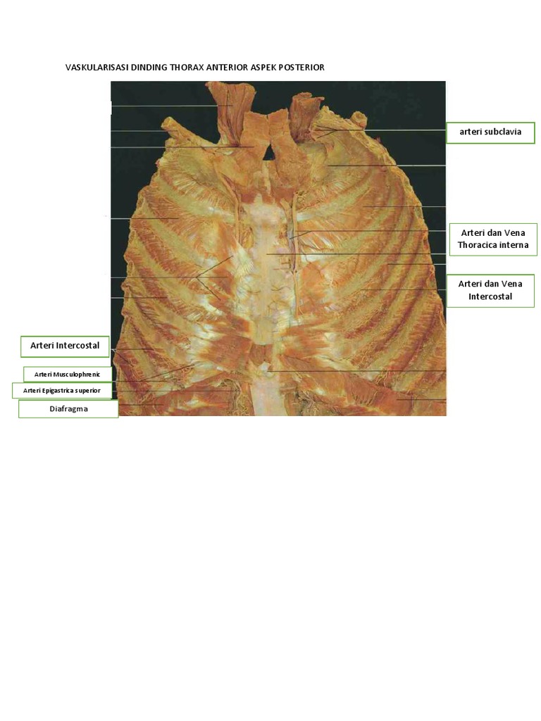 Vaskularisasi Dinding Thorax Nesya | PDF | Tórax (anatomía humana ...