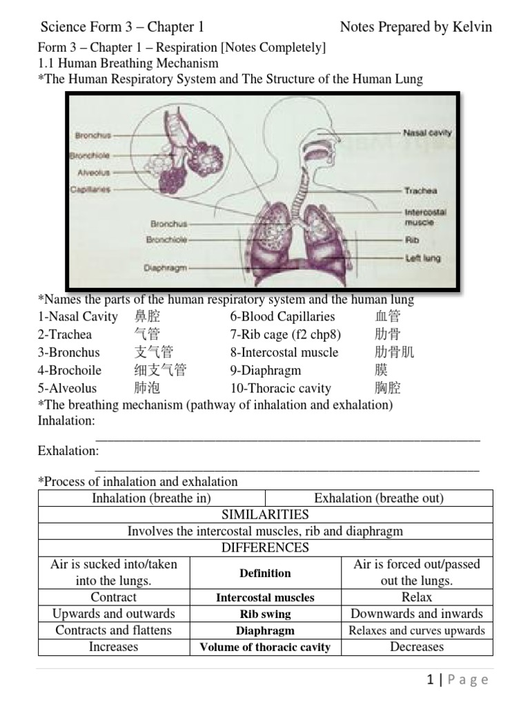 Science-Form 3-Chapter 1 Respiration by Kelvin | PDF | Respiratory ...