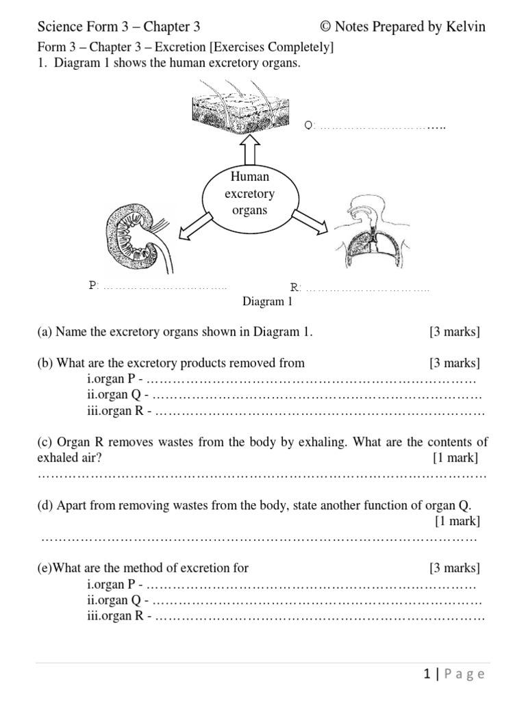 Science-Form 3-Chapter 3 Excretion by Kelvin | PDF | Excretion ...
