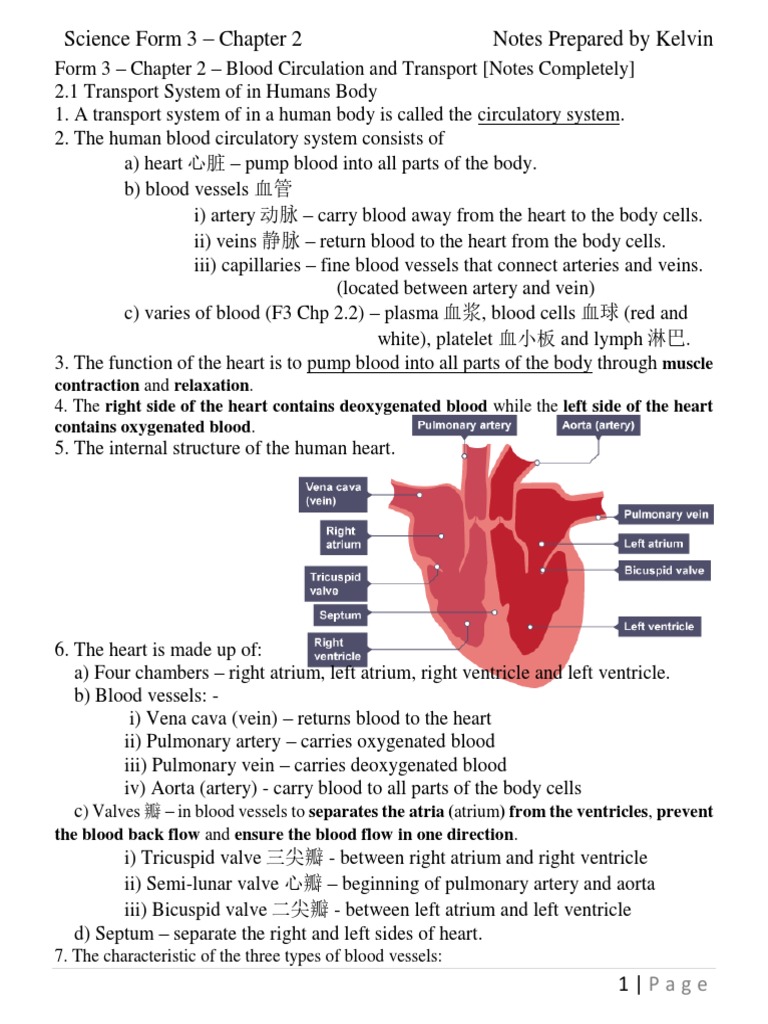 Science-Form 3-Chapter 2 Blood Circulation and Transport by Kelvin ...