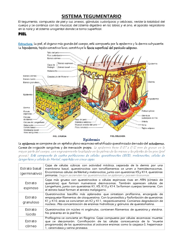 8 Sistema Tegumentario | PDF | Piel | Epidermis