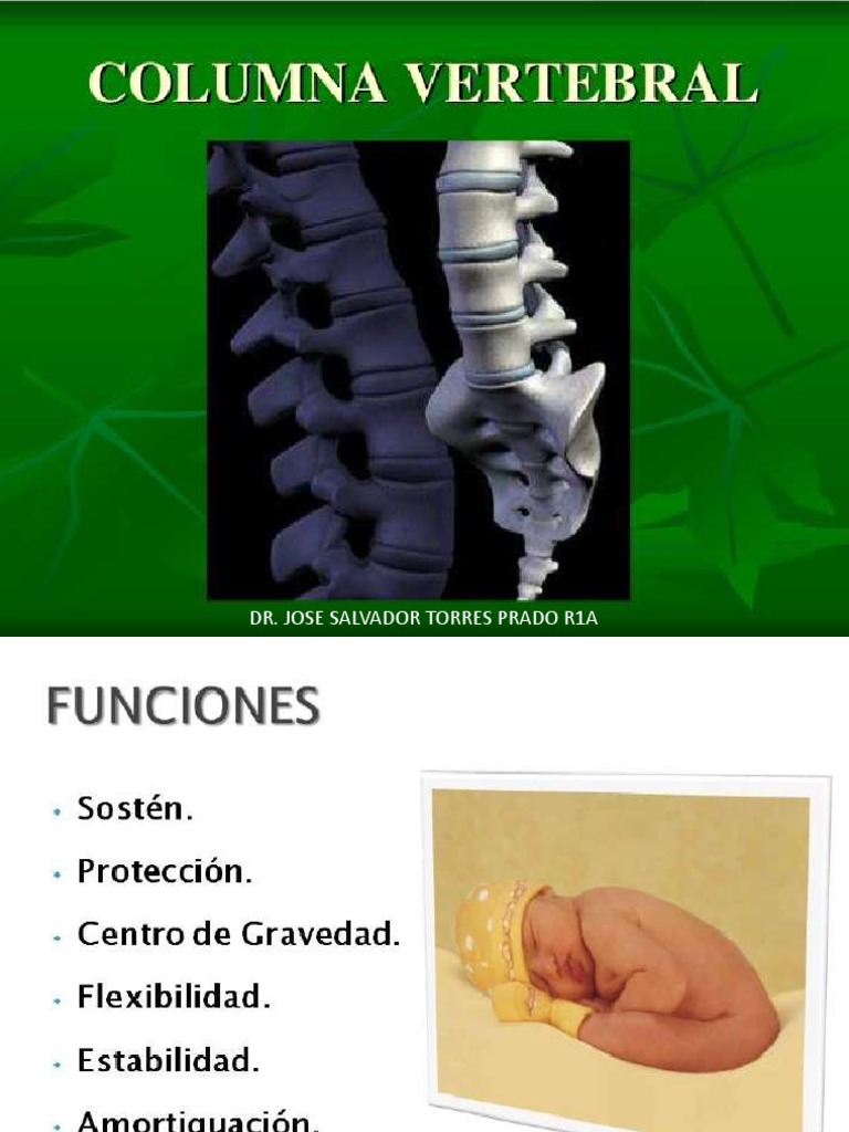Anatomiadecolumna | PDF | Vértebra | La columna vertebral