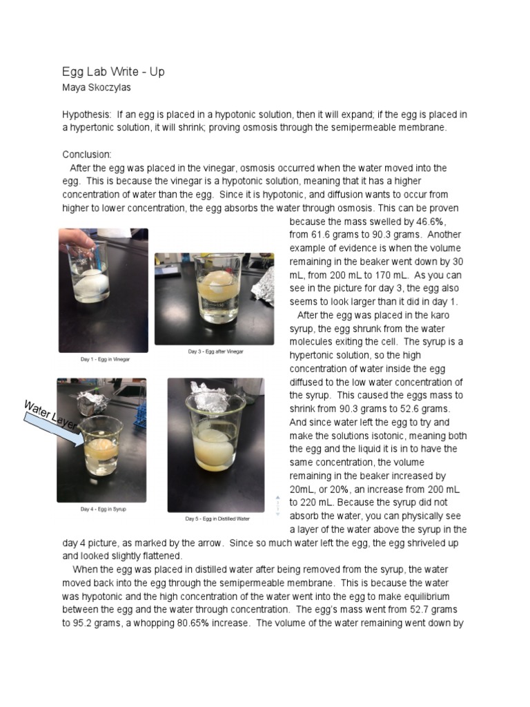 Egg Lab Write - Up | PDF | Osmosis | Applied And Interdisciplinary Physics