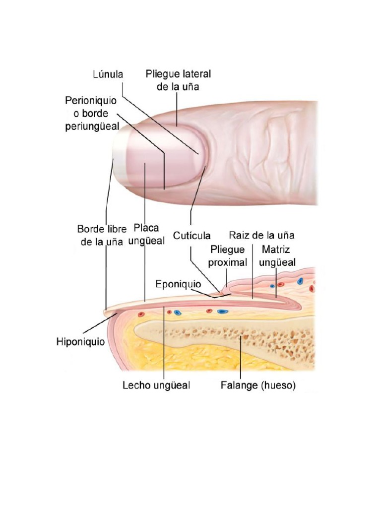 Partes de La Uña | Clavo (anatomía) | Epidermis