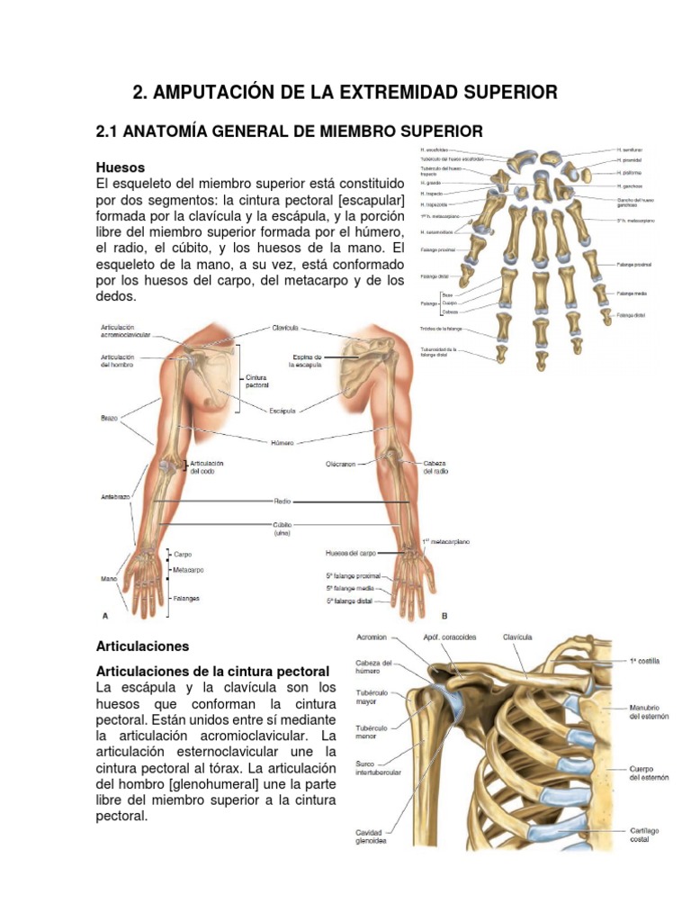 2 Amputación De La Extremidad Superior 2 1 2 Articulación