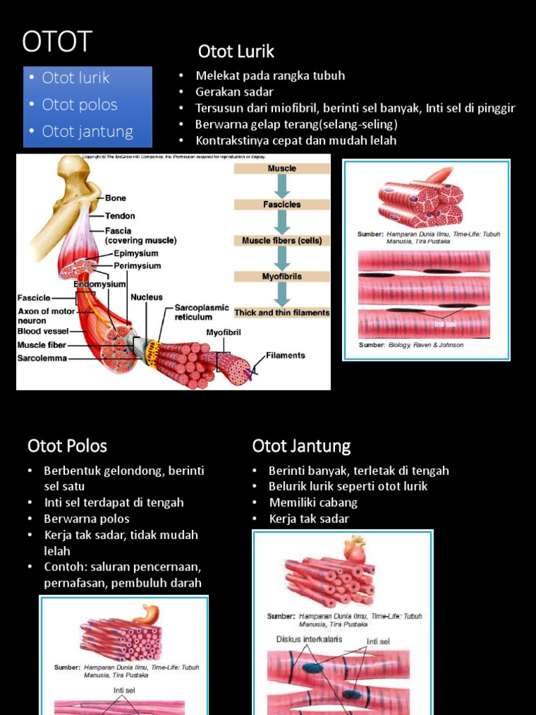 Materi Otot | PDF | Pengembangan Diri | Sains & Matematika