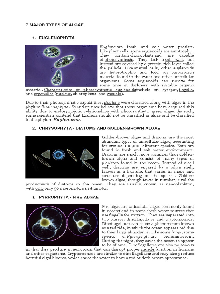 7 Major Types of Algae | Algae | Cell (Biology)