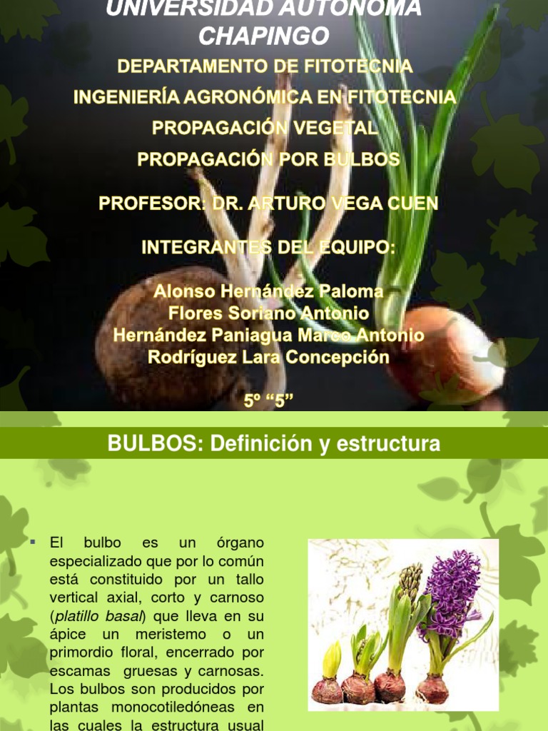 BULBOS | PDF | Tallo de la planta | Morfología Vegetal