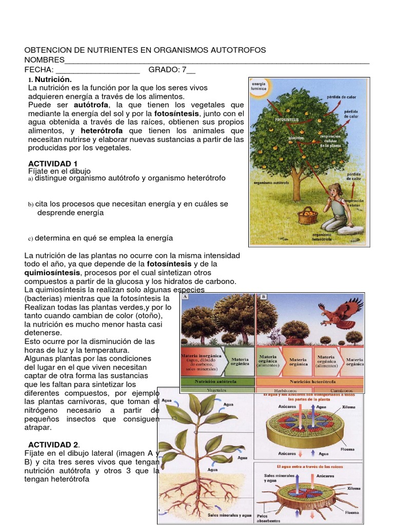 Nutricion Autotrofa | PDF | Plantas | Nutrición