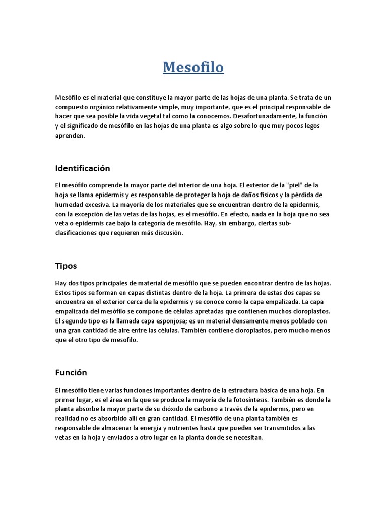 Mesofilo | PDF | Hoja | Epidermis
