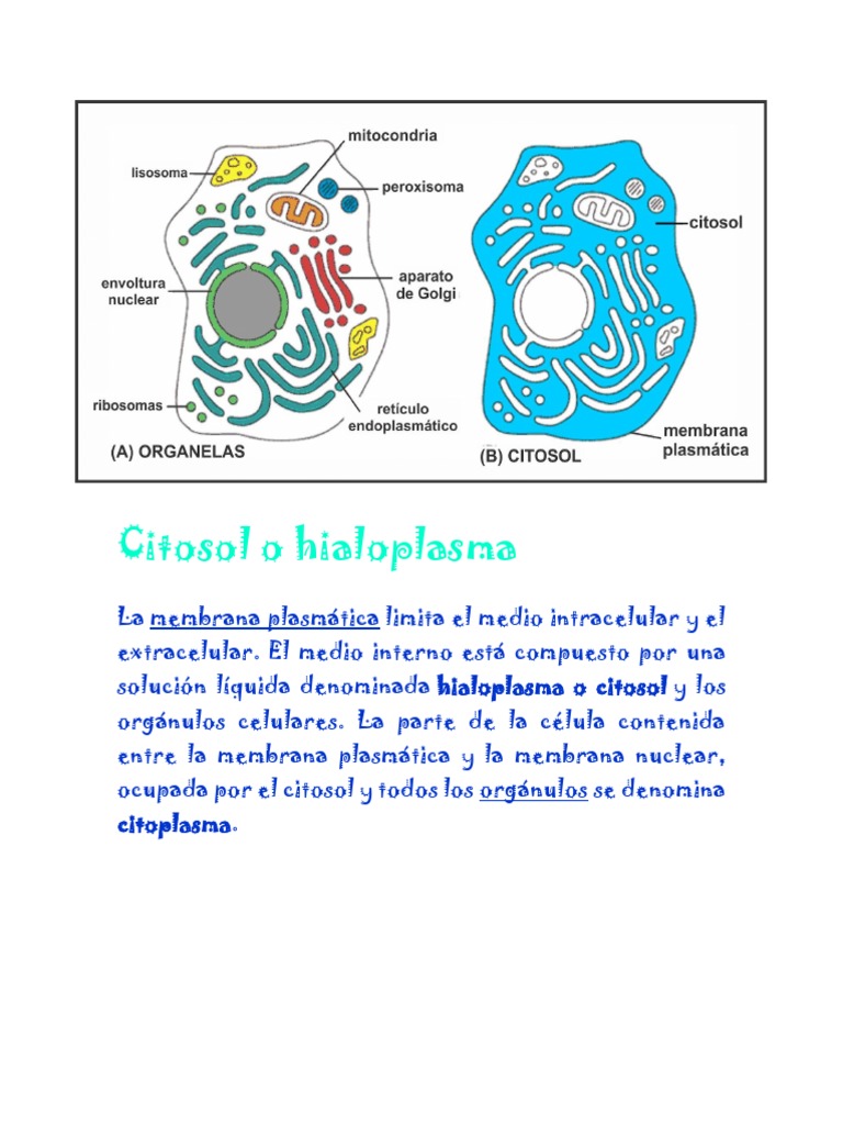 Citosol o Hialoplasma | PDF | Citosol | Citoplasma