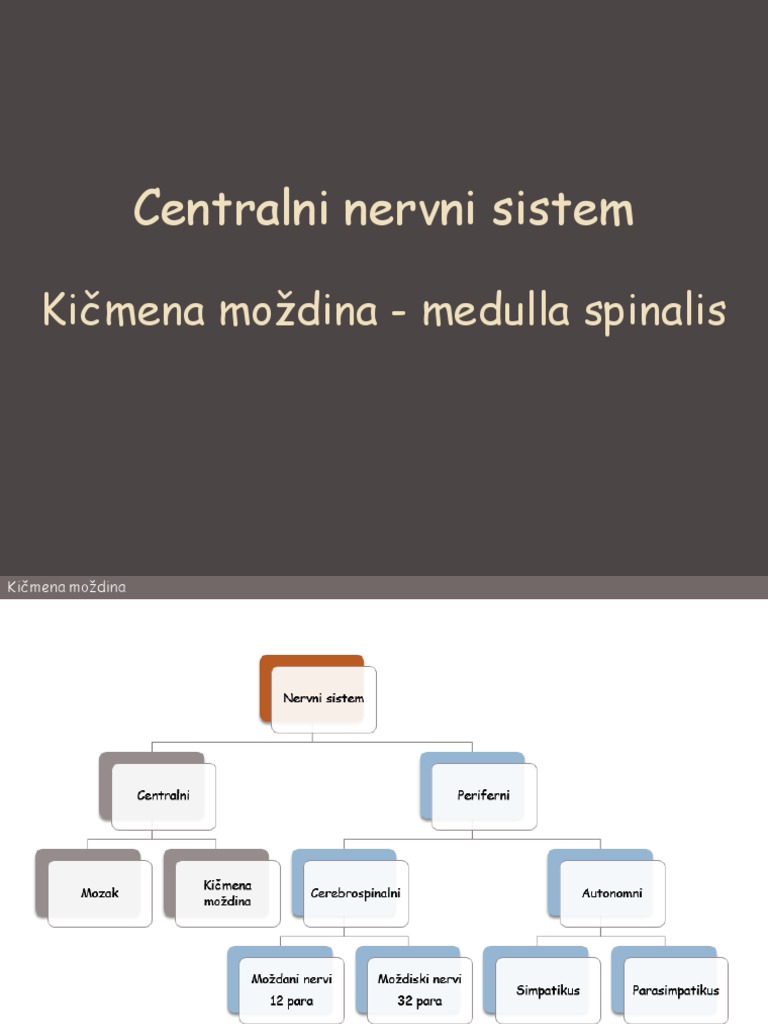 Kicmena Mozdina Vegetativni Sistem | PDF
