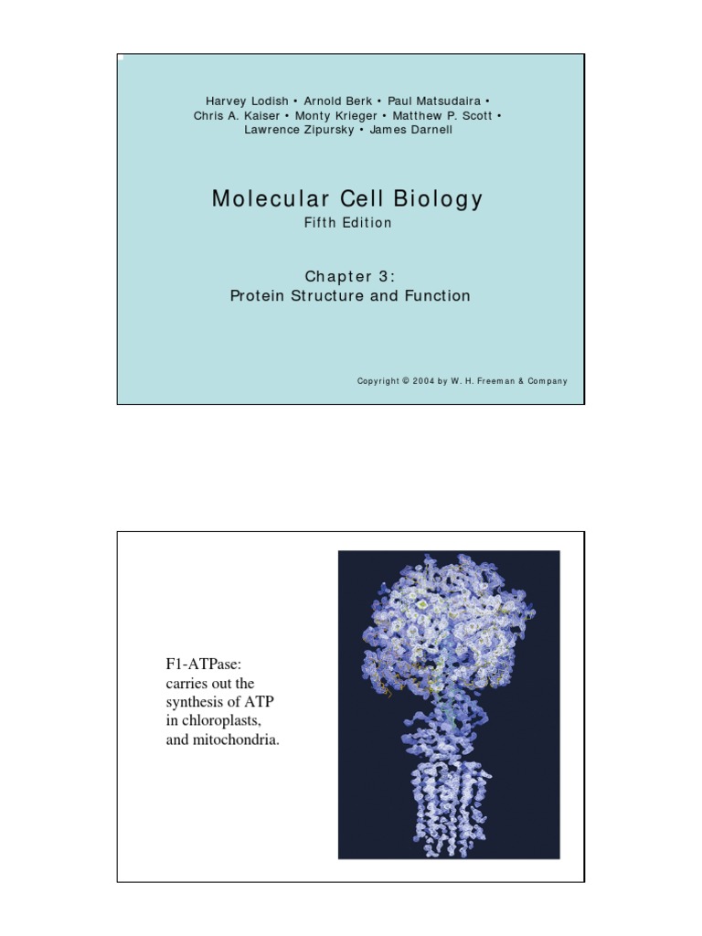 Ch03 Protein Structure and Function | PDF | Ubiquitin | Protein Folding