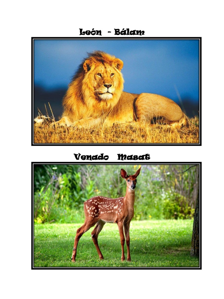 Animales en Mam | PDF