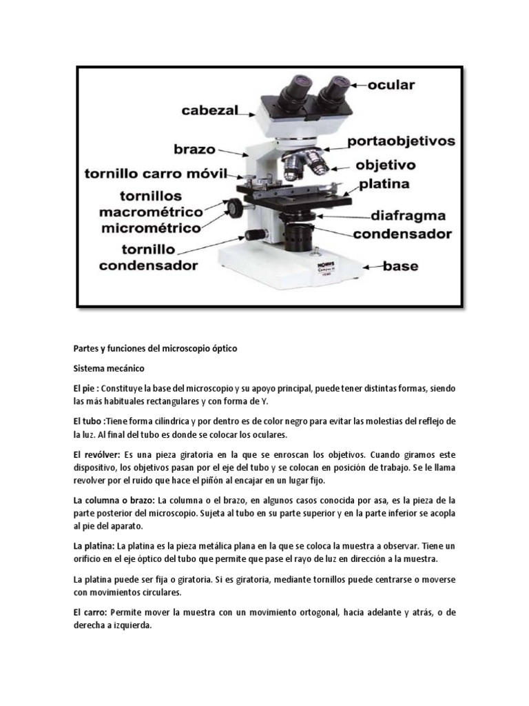 Partes y Funciones Del Microscopio Óptico | Óptica | Radiación ...