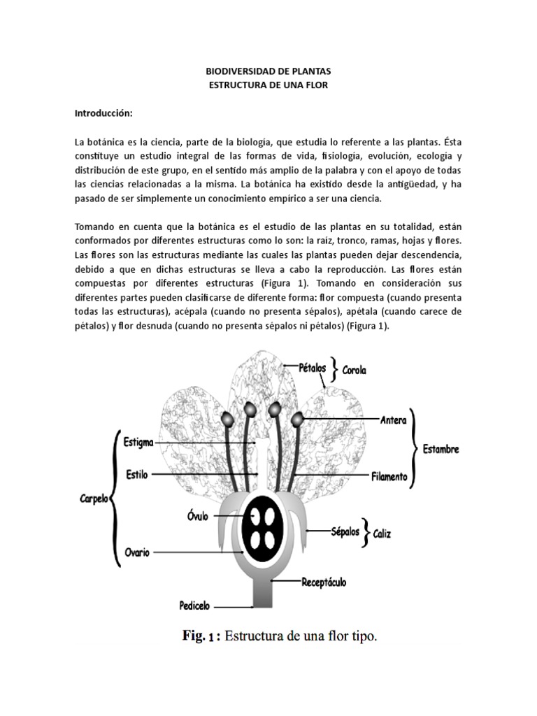 Diagrama De Flores Y Partes De Una Planta PARTES DE LA FLOR Diagram