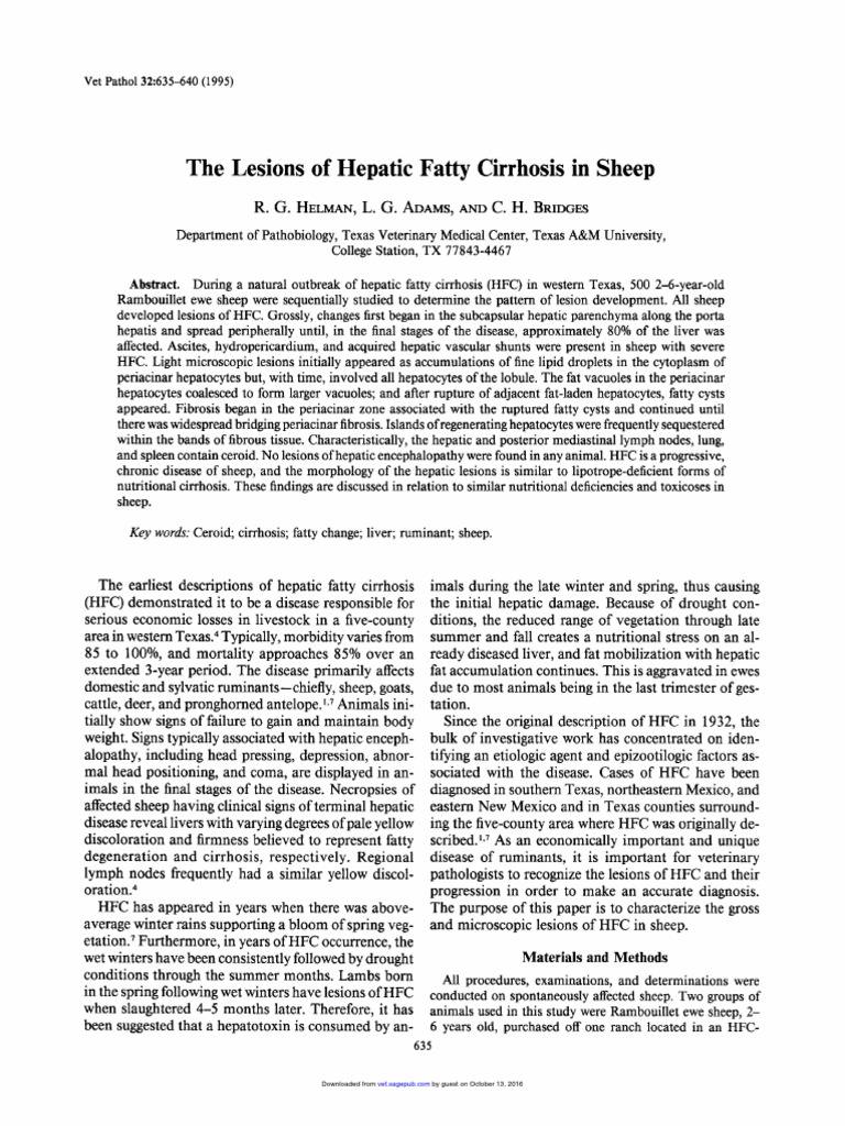 Lesions of Hepatic Fatty Cirrhosis in Sheep | PDF | Liver | Cirrhosis