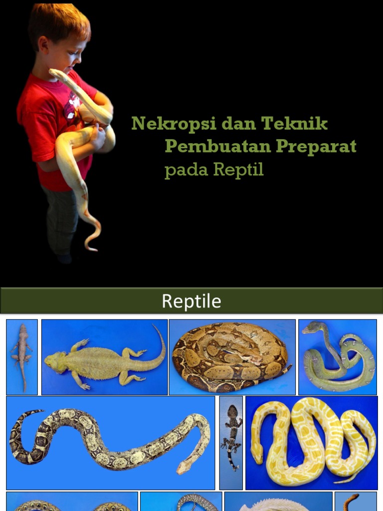 Reptile Necropsy Techniques Anatomi | PDF