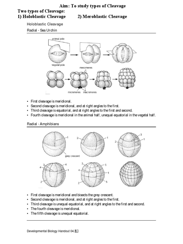 SYBSc Sem 4 Practical No. 10 Types of Cleavage | PDF | Biological ...