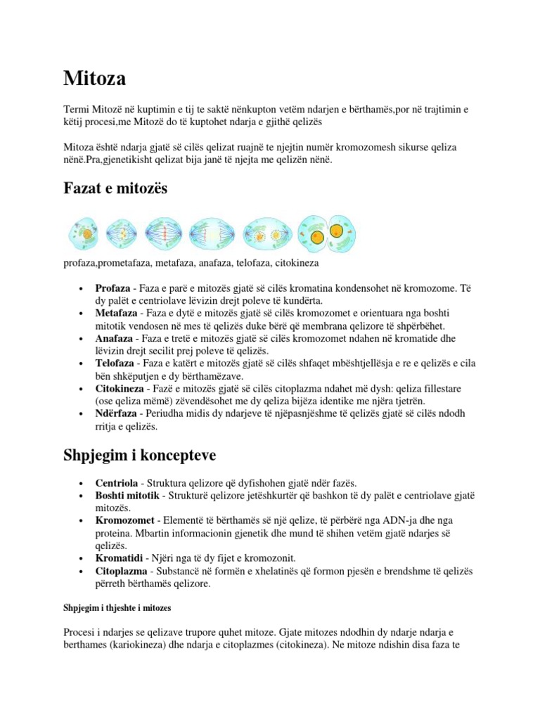 Mitoza | PDF