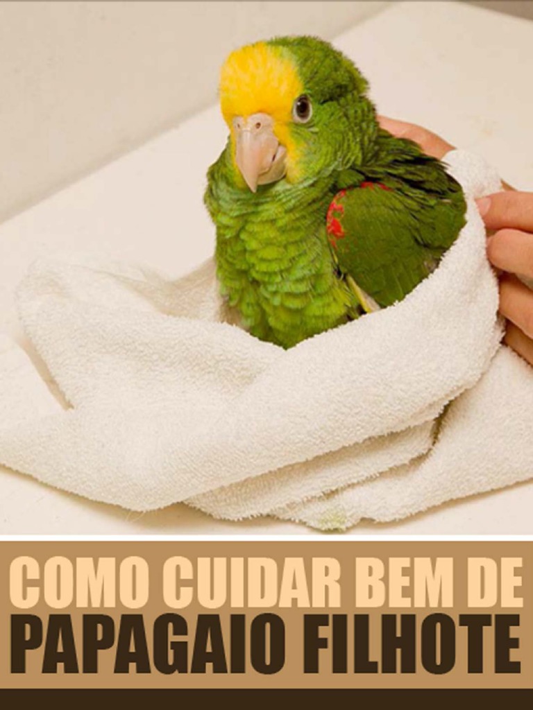 Como Cuidar Bem de Papagaio Filhote | PDF | Pena (pássaro) | Aves