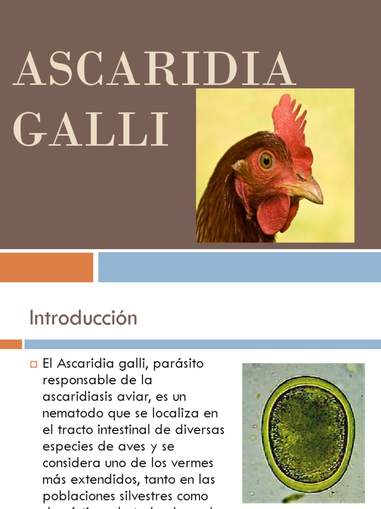 Ascaridia Galli | PDF | Nematodo | Aves