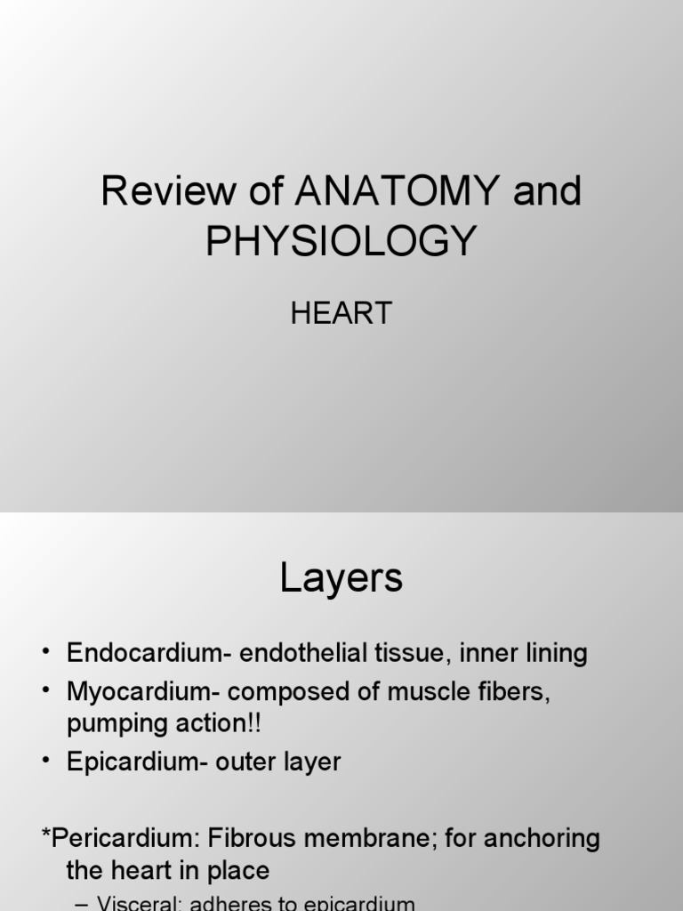Review of Anatomy and Physiology | PDF | Heart | Heart Valve