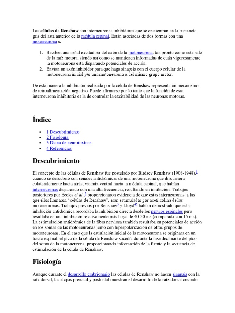 Las Células de Renshaw Son Interneuronas Inhibidoras Que Se Encuentran ...
