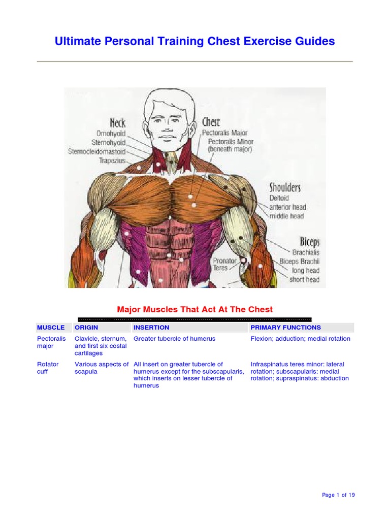 Chest Exercises | PDF | Joints | Human Body