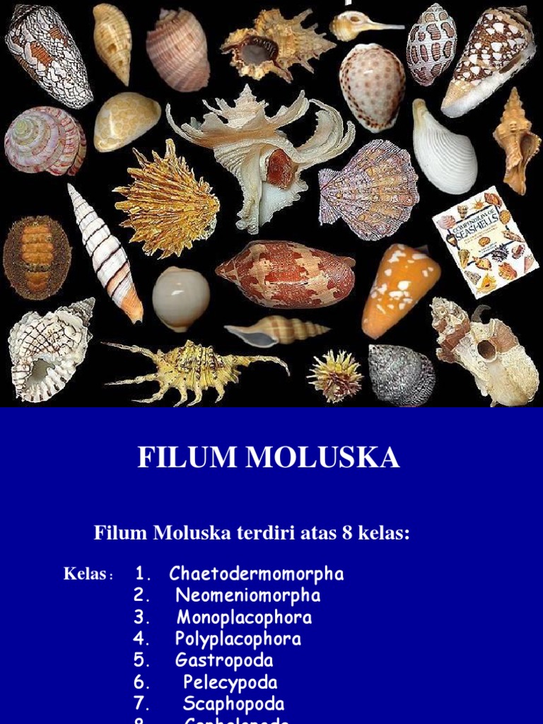 Moluska Umum | PDF