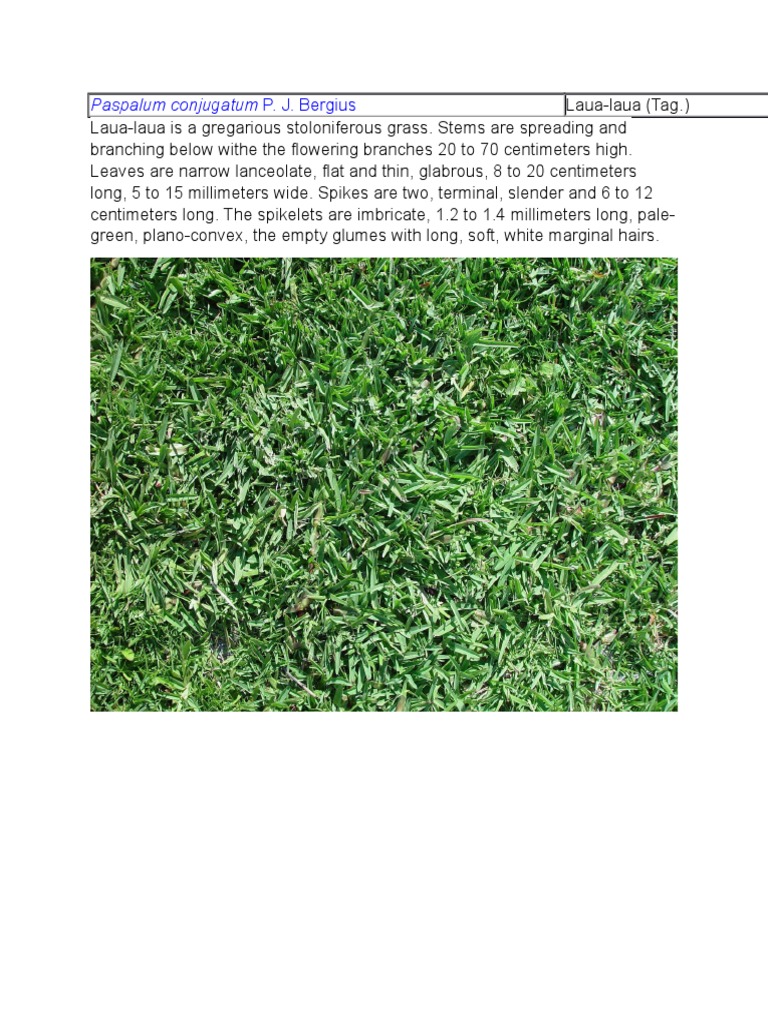 Paspalum conjugatum | Leaf | Branches Of Botany